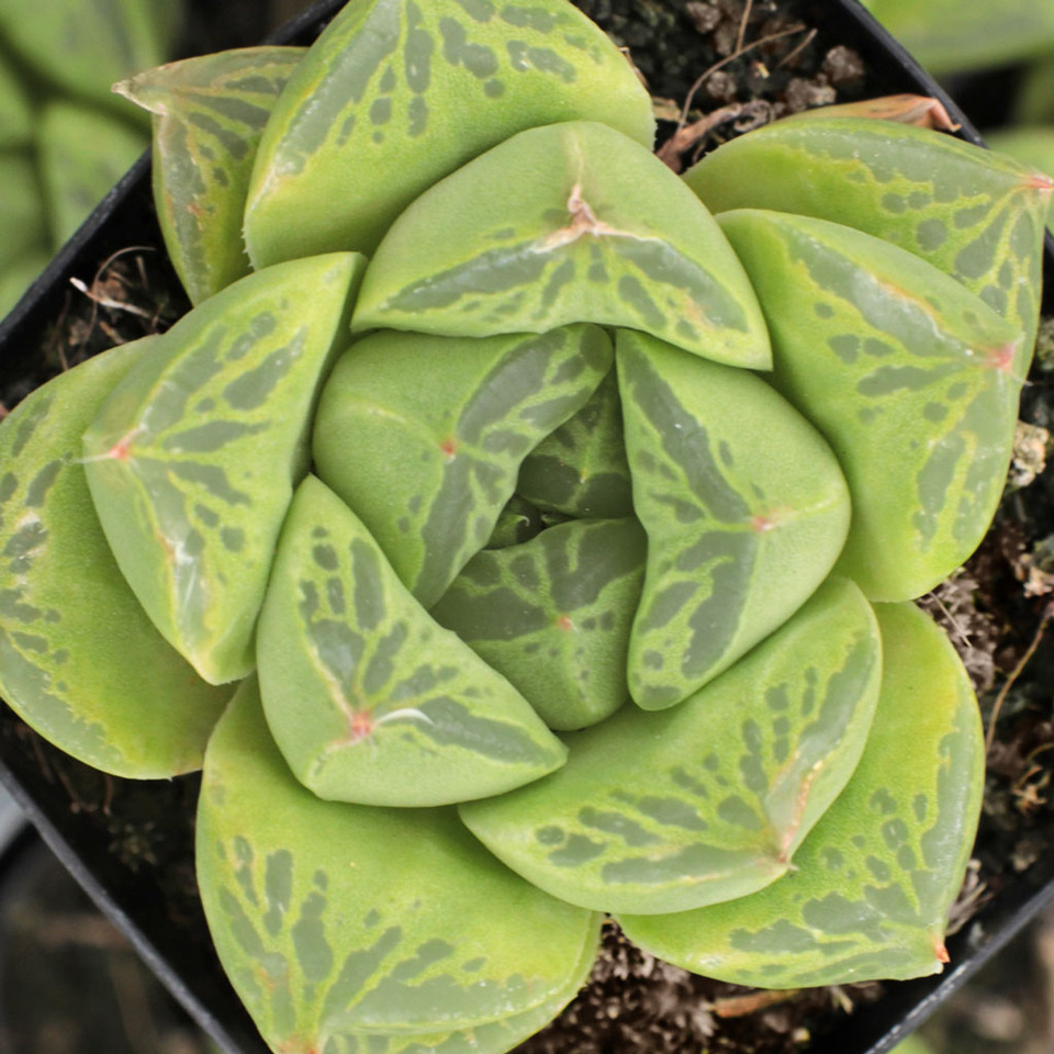 Best Succulents for Shade & Low Light | Mountain Crest Gardens®