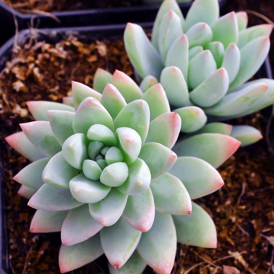 Blue Succulents | Mountain Crest Gardens®
