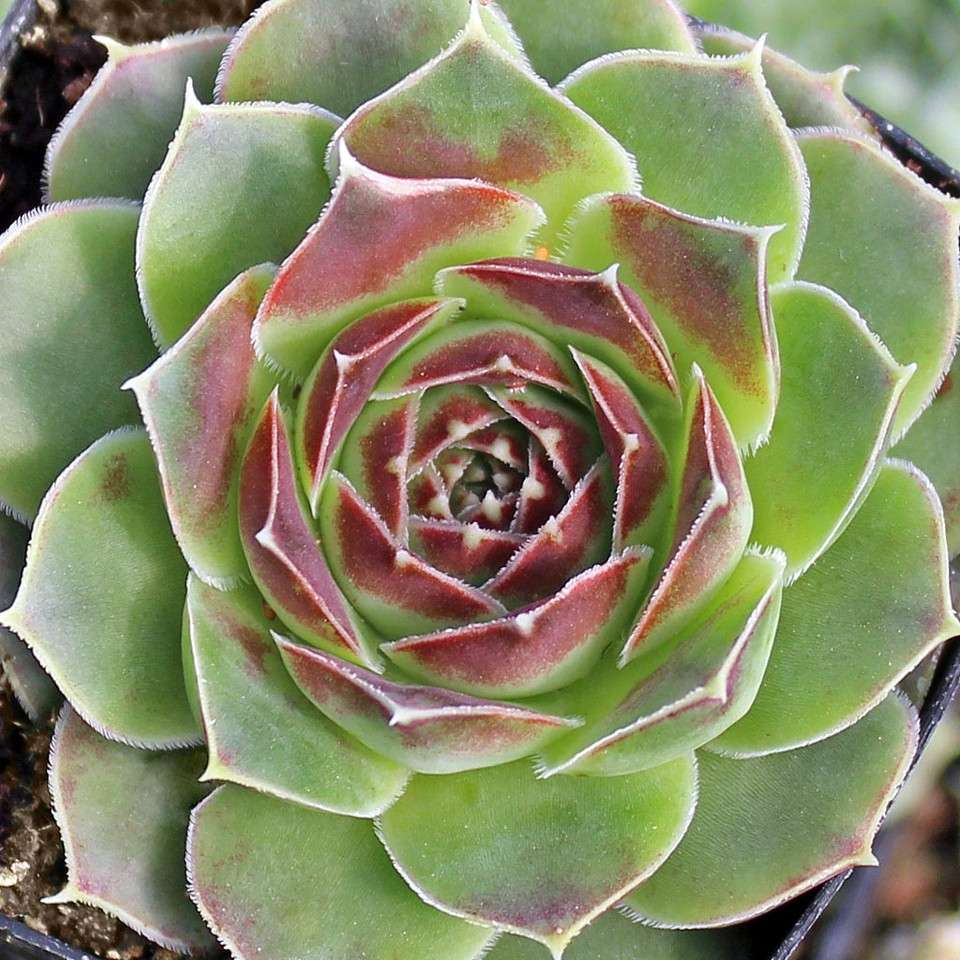 Hardy Succulents, Cold Tolerant Succulents | Mountain Crest Gardens ...