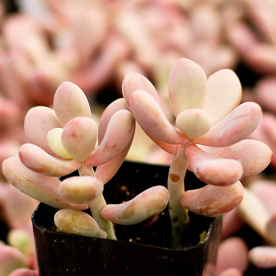 Pachyphytum Succulents | Mountain Crest Gardens®