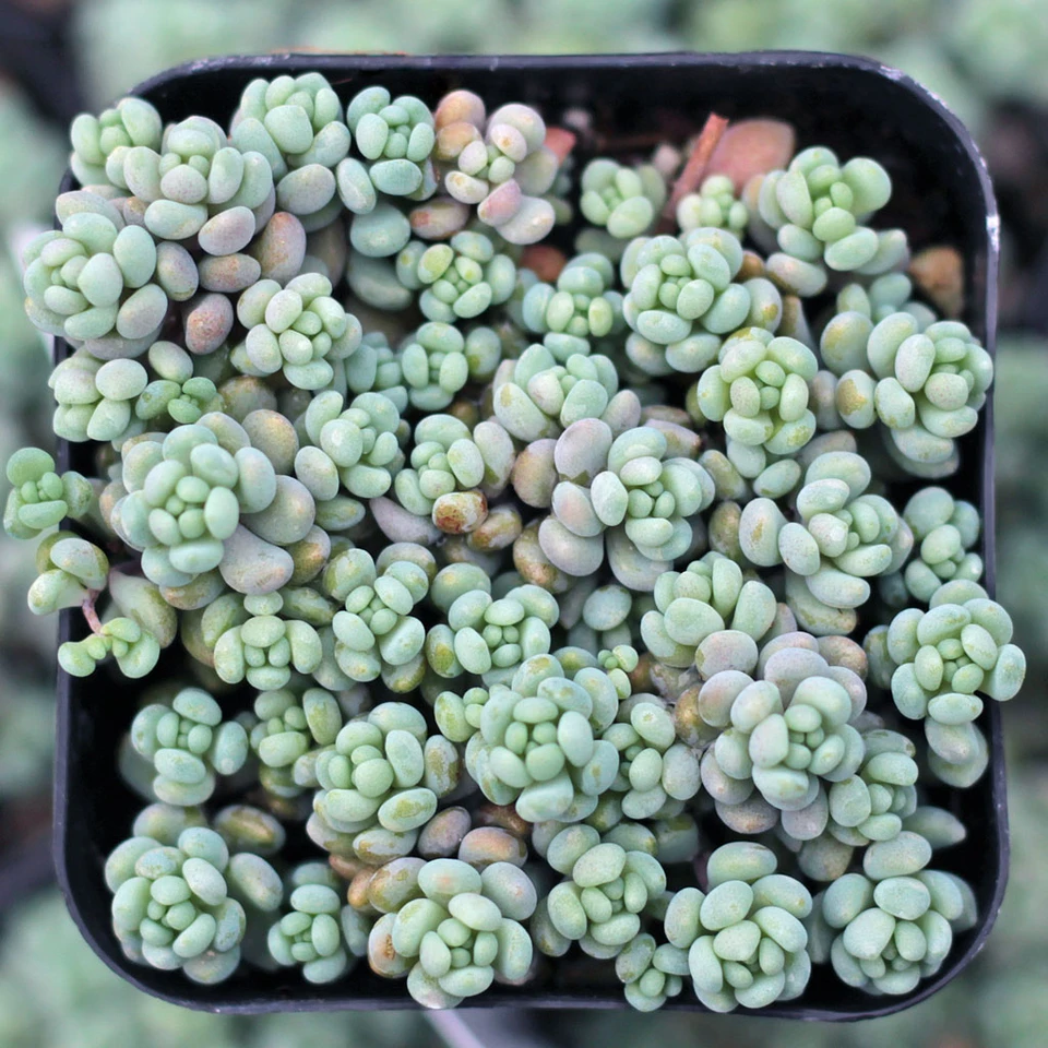 Mini Succulent Plants | Mountain Crest Gardens™