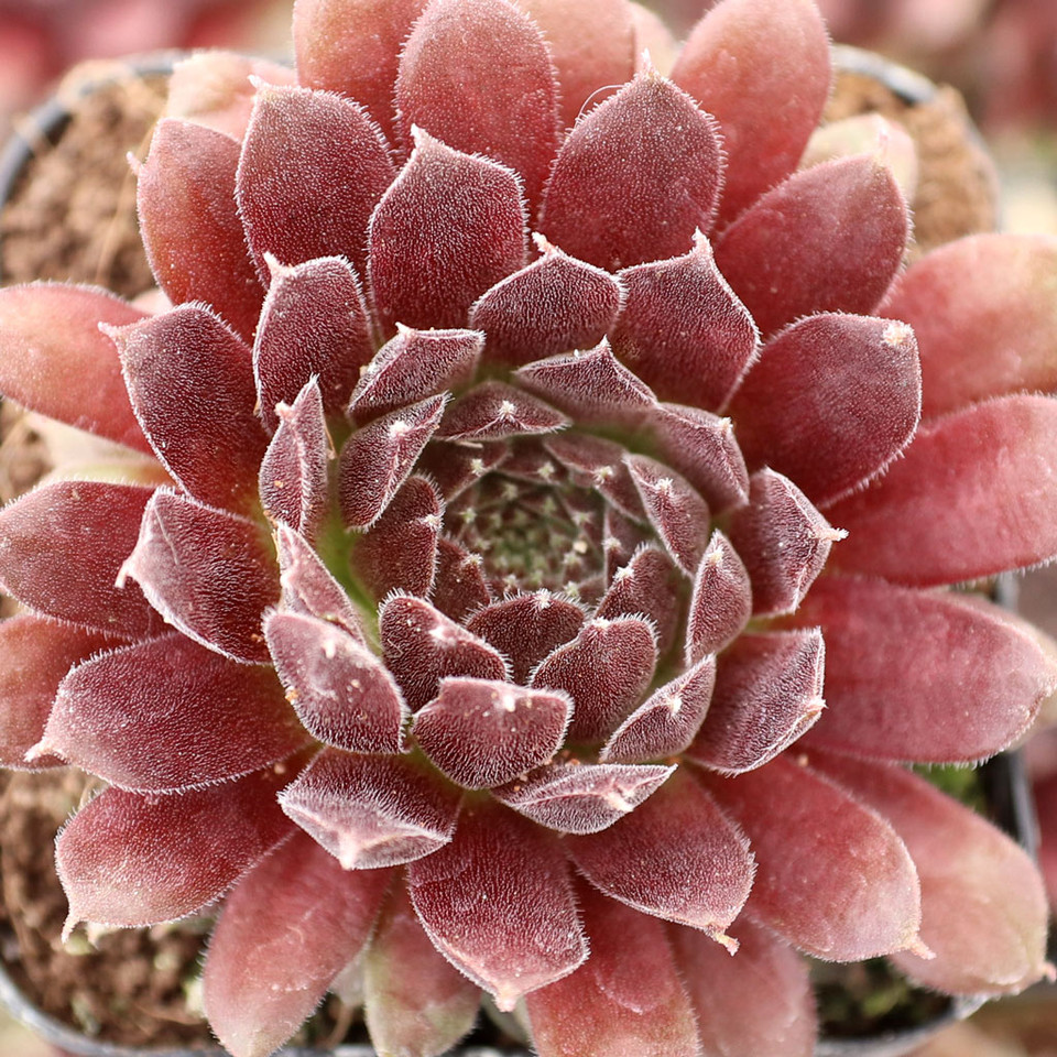 Fuzzy, Velvety Succulents | Mountain Crest Gardens®