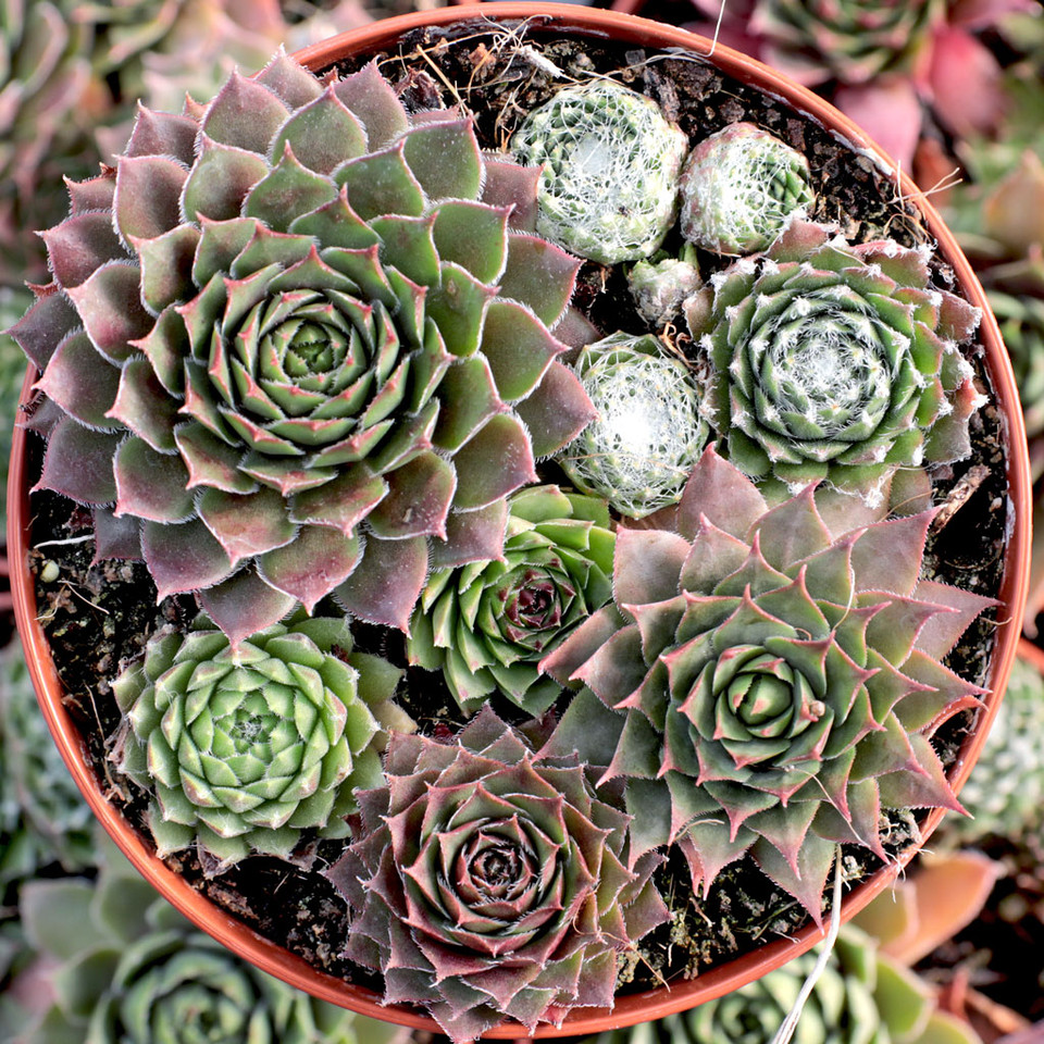 Hardy Succulents, Cold Tolerant Succulents | Mountain Crest Gardens ...