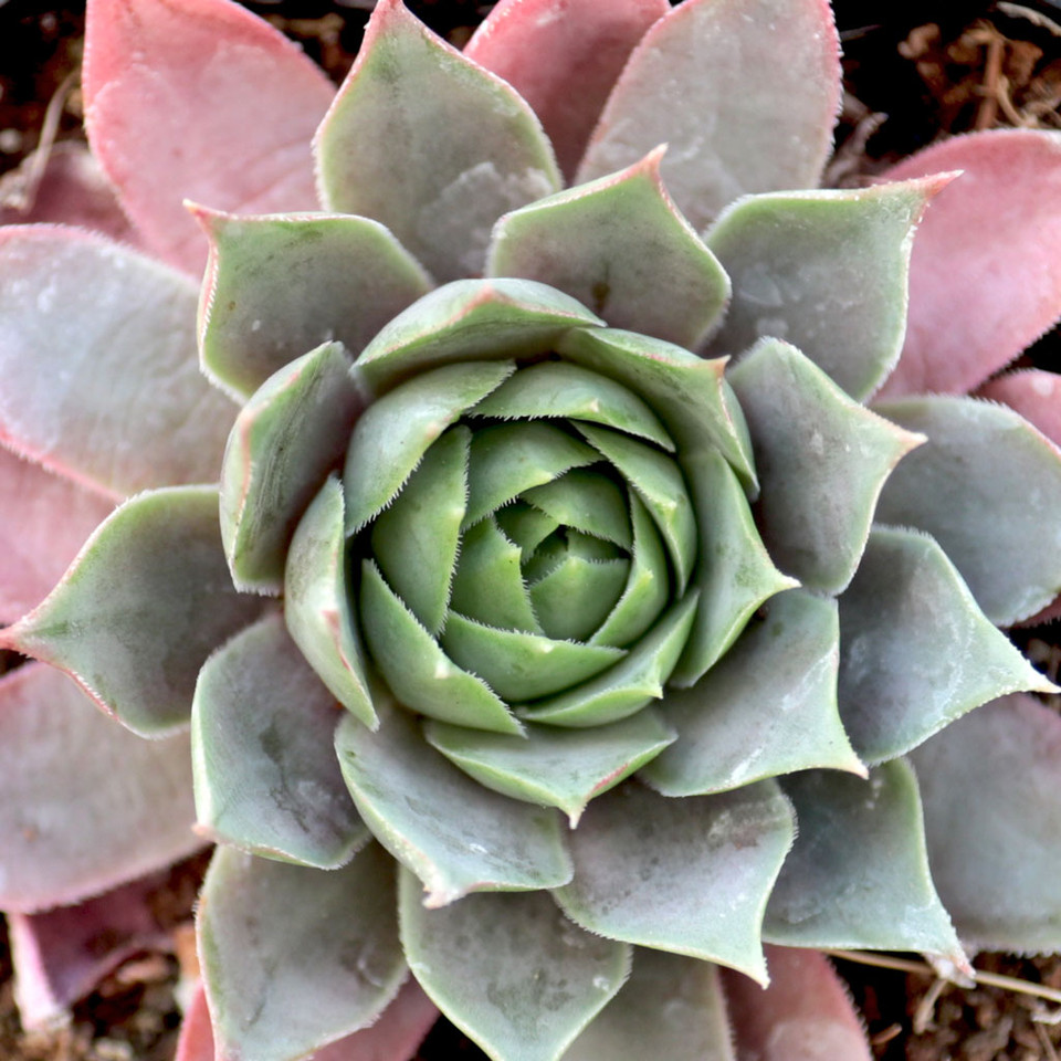 Hardy Succulents, Cold Tolerant Succulents | Mountain Crest Gardens ...