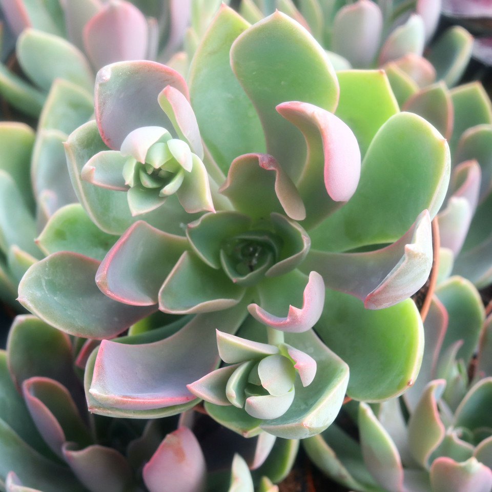 Graptoveria Succulents | Mountain Crest Gardens®