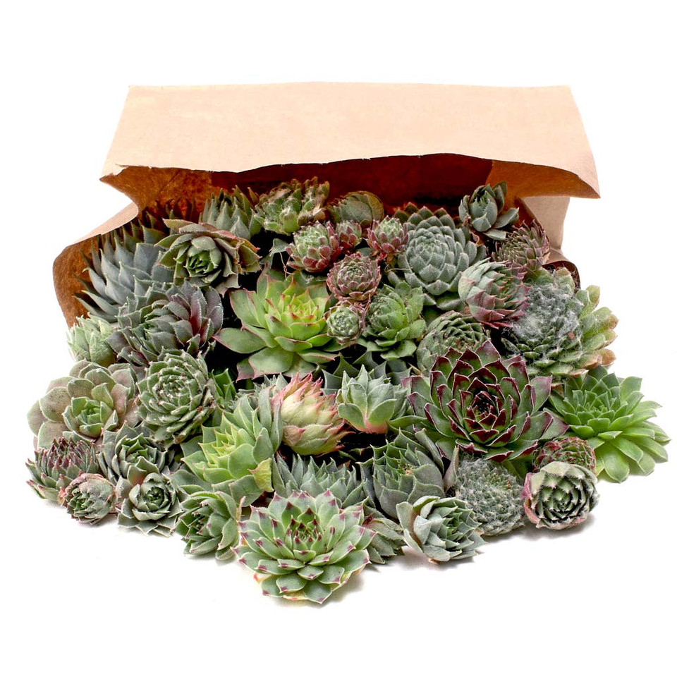 Best Outdoor Succulents | Mountain Crest Gardens®