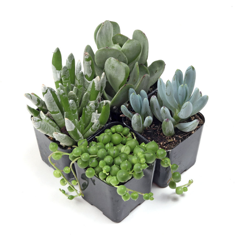 Senecio for sale online | Mountain Crest Gardens®