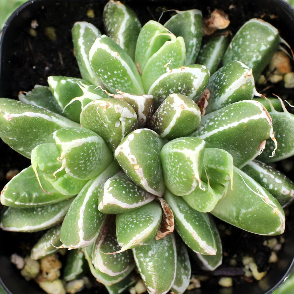 Mesembs (Mimicry Plants) | Mountain Crest Gardens®