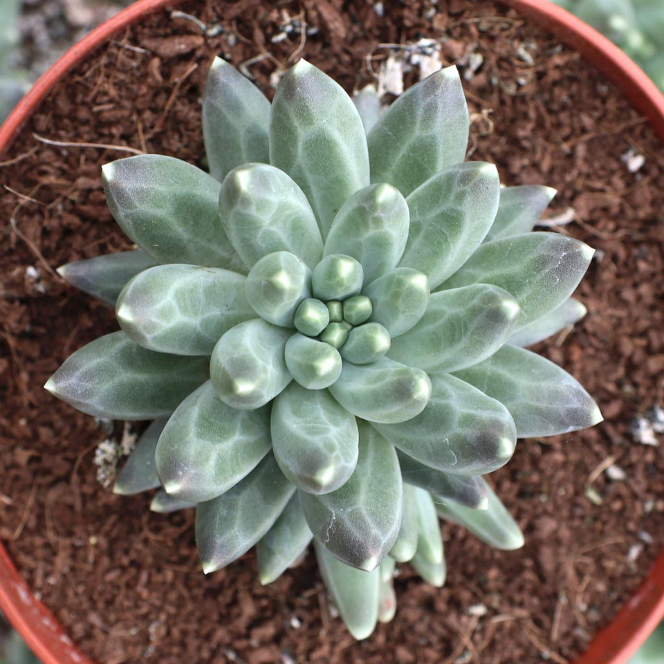 Pachyphytum Succulents | Mountain Crest Gardens®