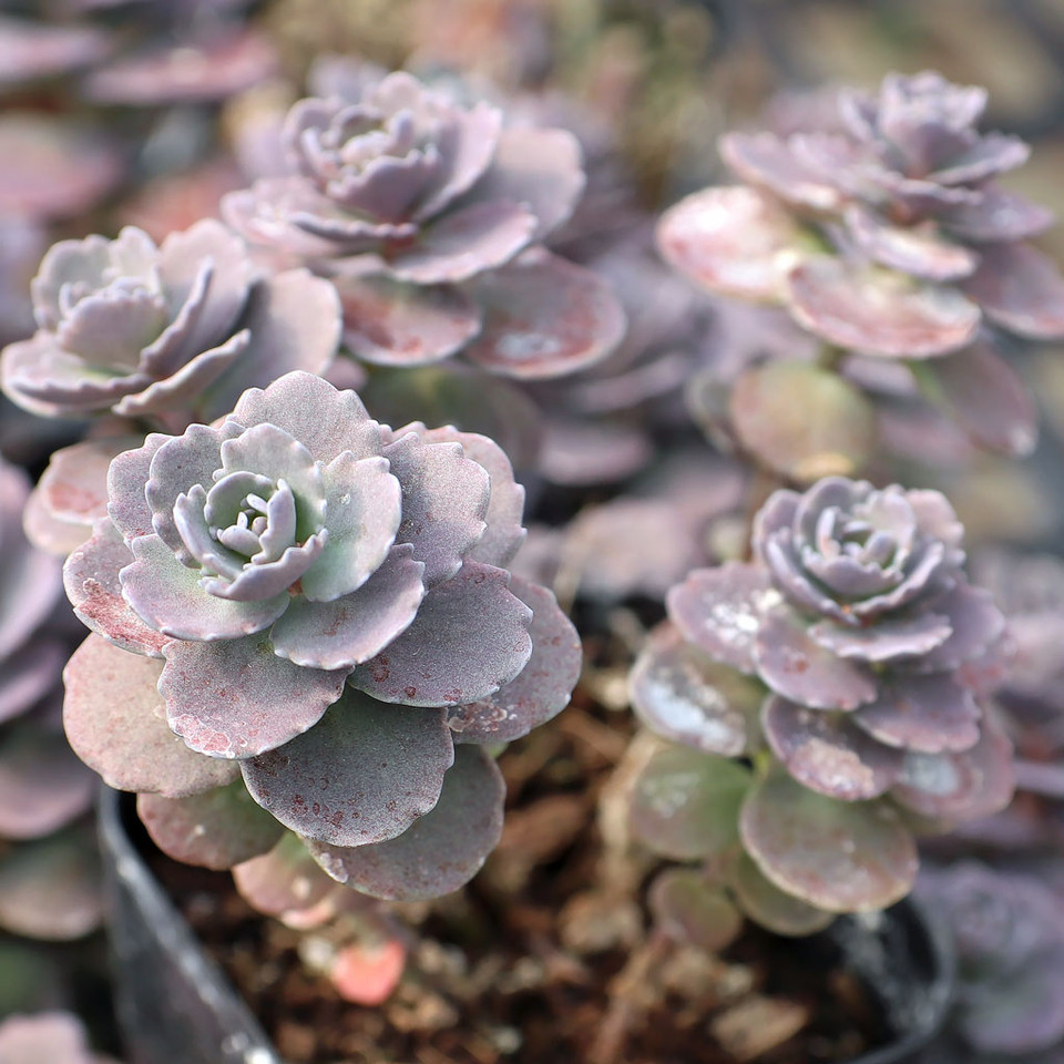 Hardy Succulents, Cold Tolerant Succulents | Mountain Crest Gardens ...
