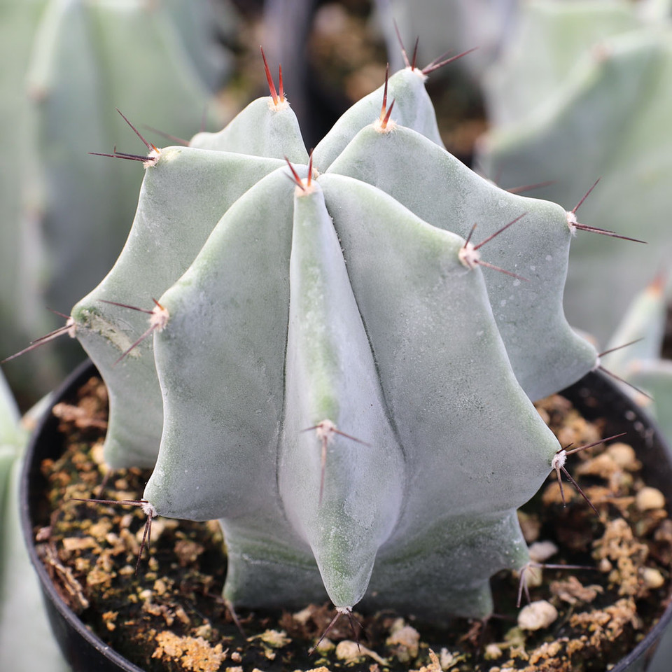 Cactus | Cactus Types | Buy Cactus Online