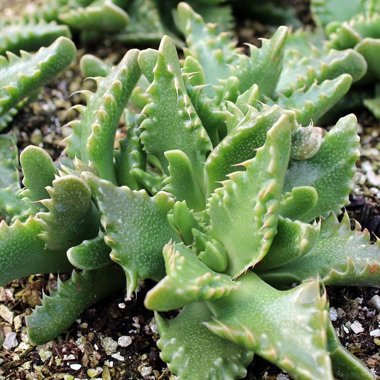 Mesembs (Mimicry Plants) | Mountain Crest Gardens®