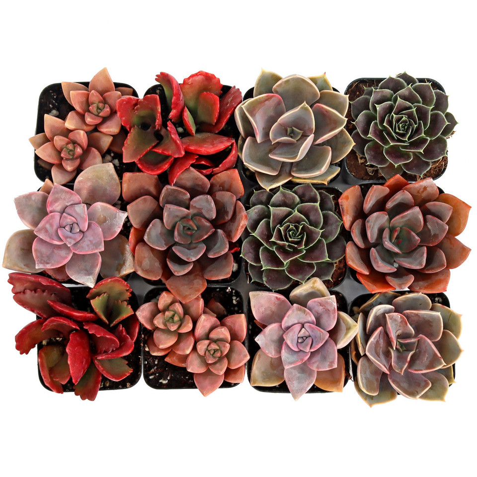 Hand-picked Succulent Variety Packs | Mountain Crest Gardens®