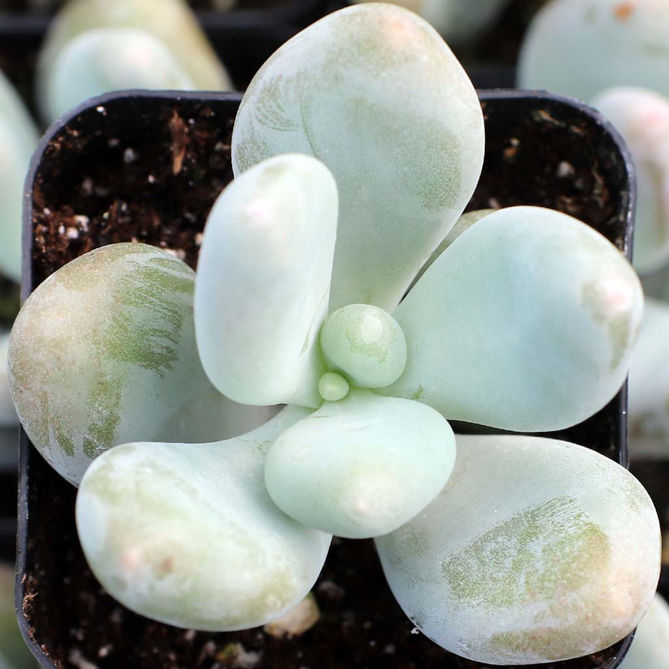 Pachyphytum Succulents | Mountain Crest Gardens®