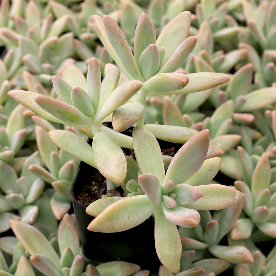 Graptosedum Succulents | Mountain Crest Gardens®