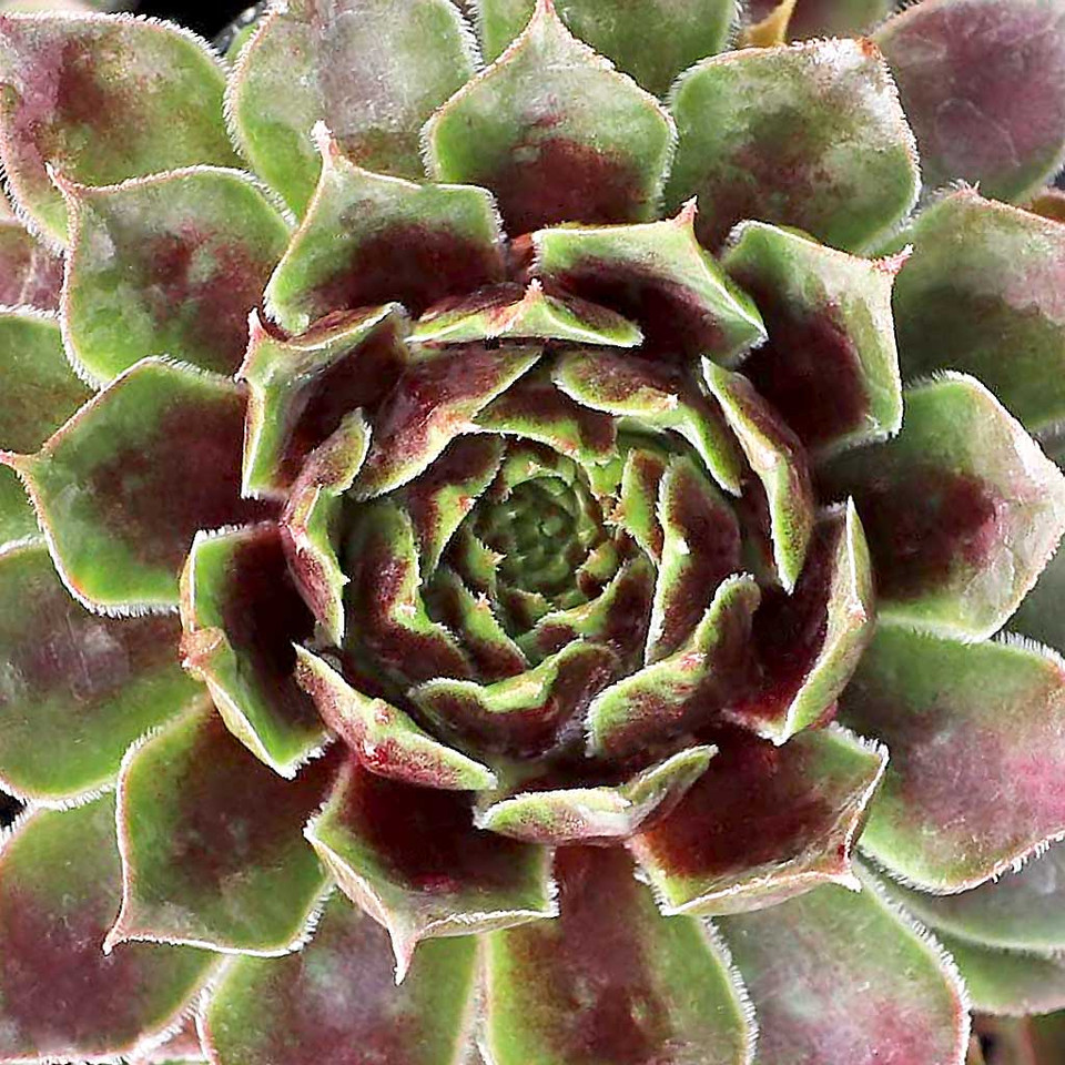 Hardy Succulents, Cold Tolerant Succulents | Mountain Crest Gardens ...