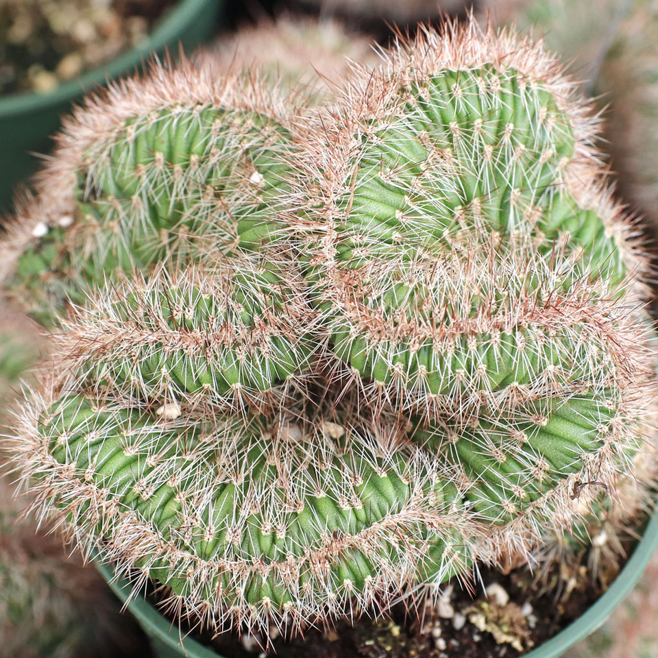 Crested & Monstrose Succulents & Cacti | MCG™