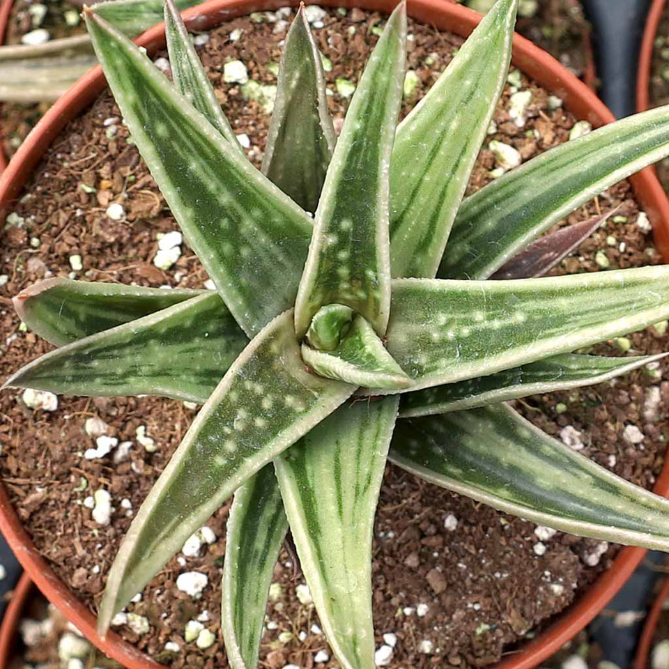 Gasteria for Sale Online | Mountain Crest Gardens®