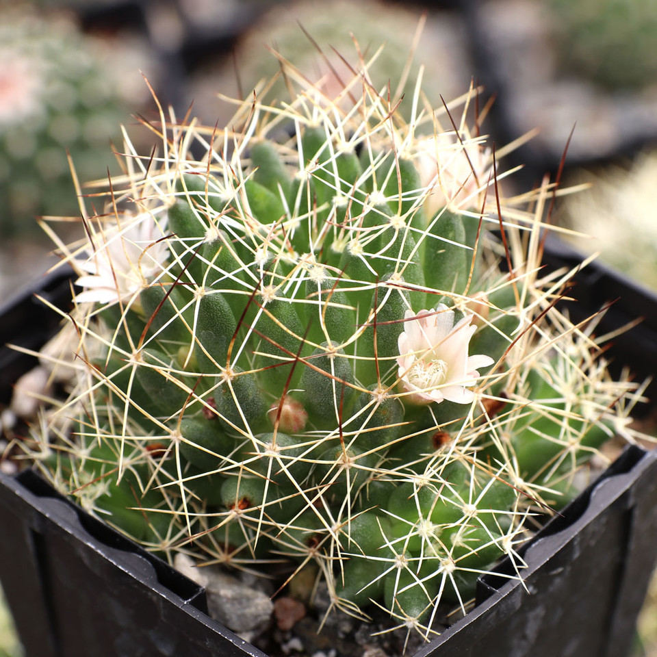 Cactus | Cactus Types | Buy Cactus Online