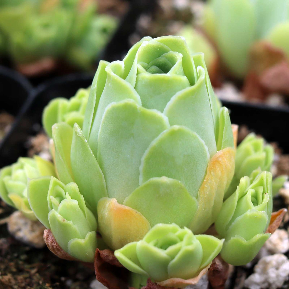 Rare & Unique Succulents for Sale | Mountain Crest Gardens®