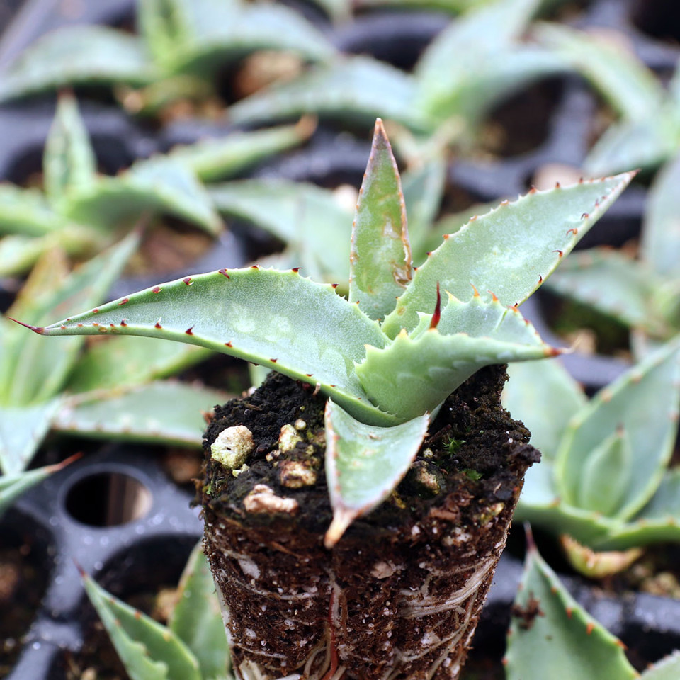 Agave for Sale Online | Mountain Crest Gardens®