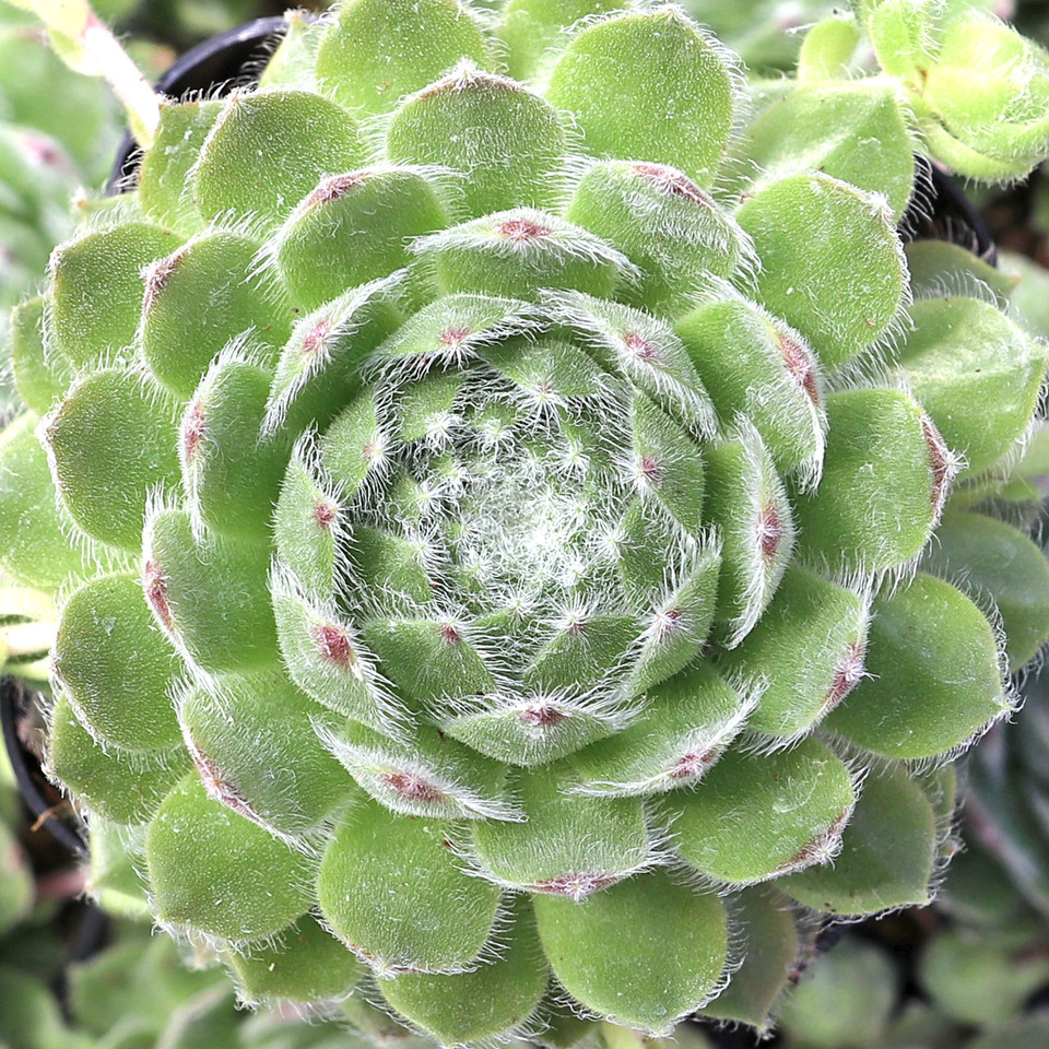 Fuzzy, Velvety Succulents | Mountain Crest Gardens®