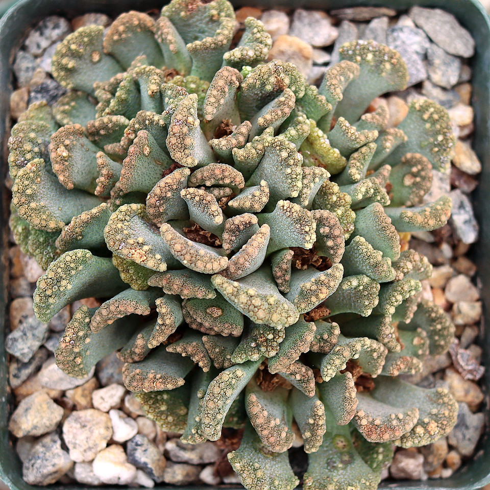 Mesembs (Mimicry Plants) | Mountain Crest Gardens®