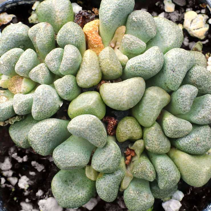 Mesembs (Mimicry Plants) | Mountain Crest Gardens®