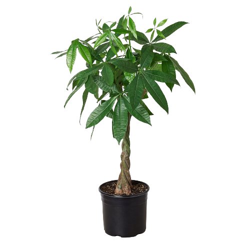 Houseplants - Rare & Unique Houseplants - Mountain Crest Gardens
