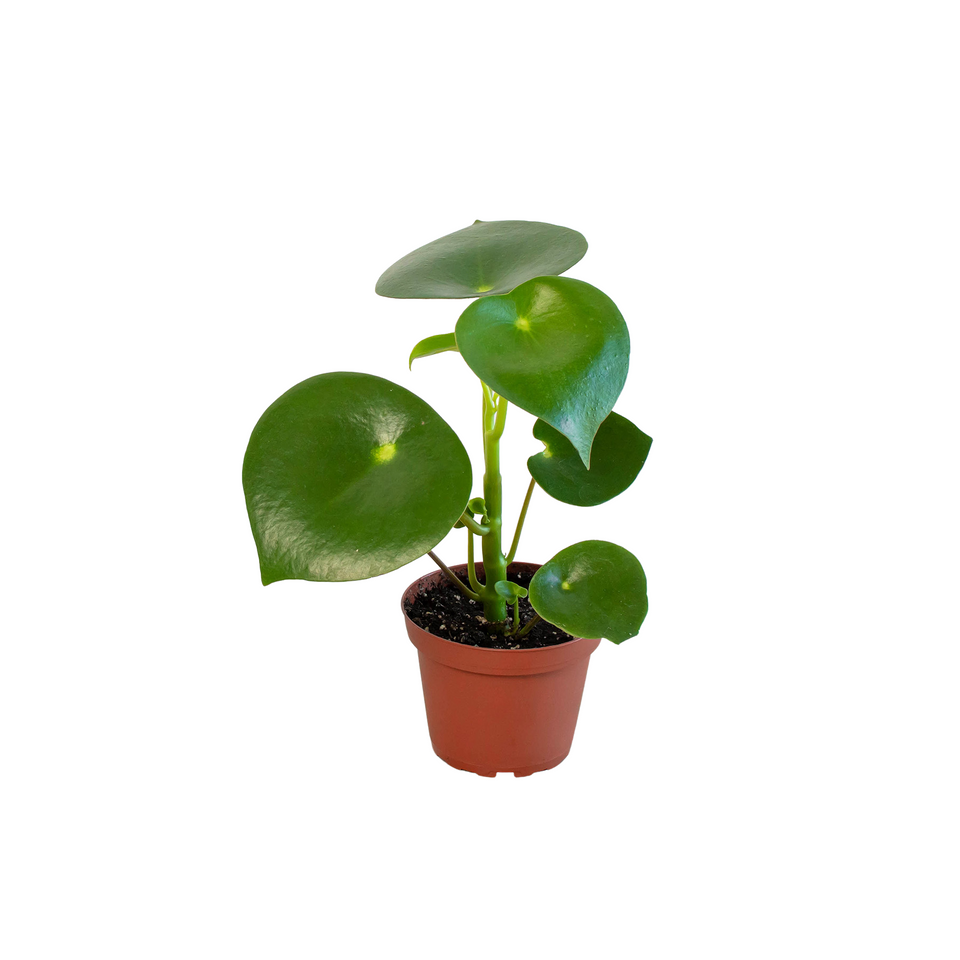 Houseplants - Types of Houseplants - Peperomia Houseplants - Mountain ...
