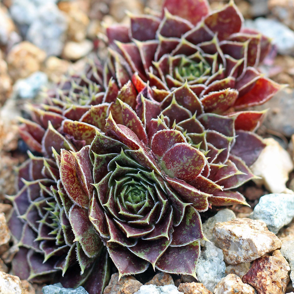 Hardy Succulents, Cold Tolerant Succulents | Mountain Crest Gardens®