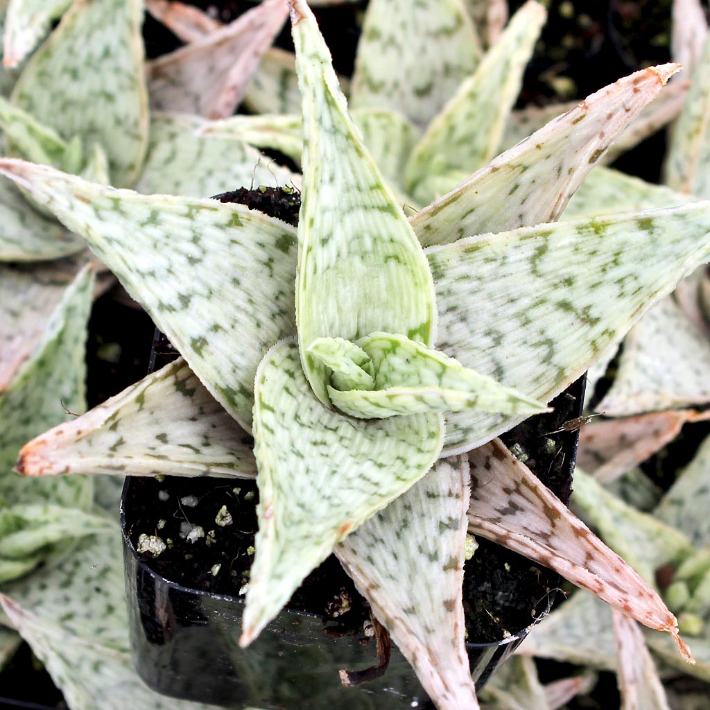 Aloe Lotus Silver