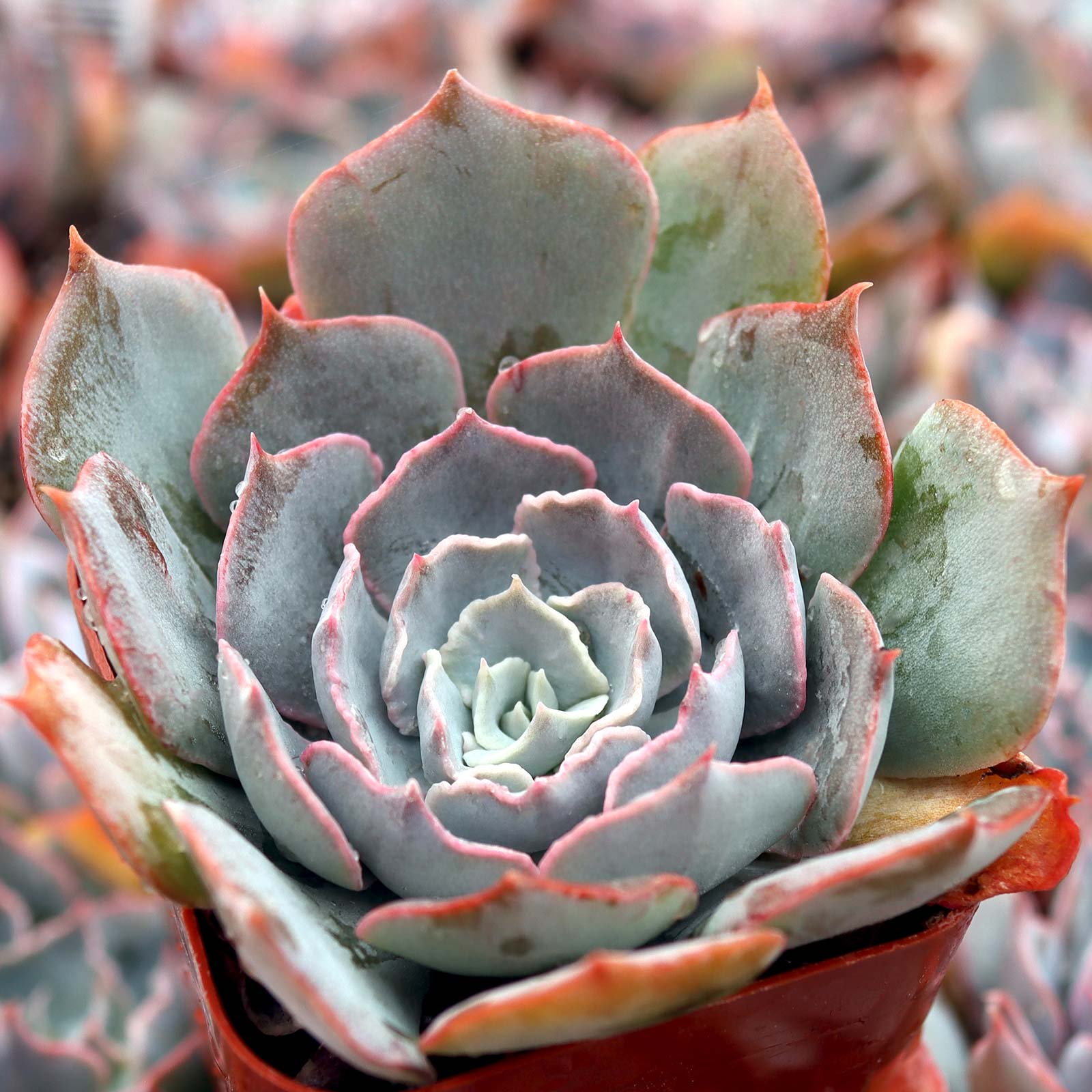 blue echeveria varieties