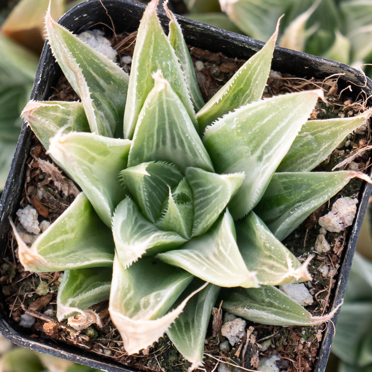 haworthia retusa variegated