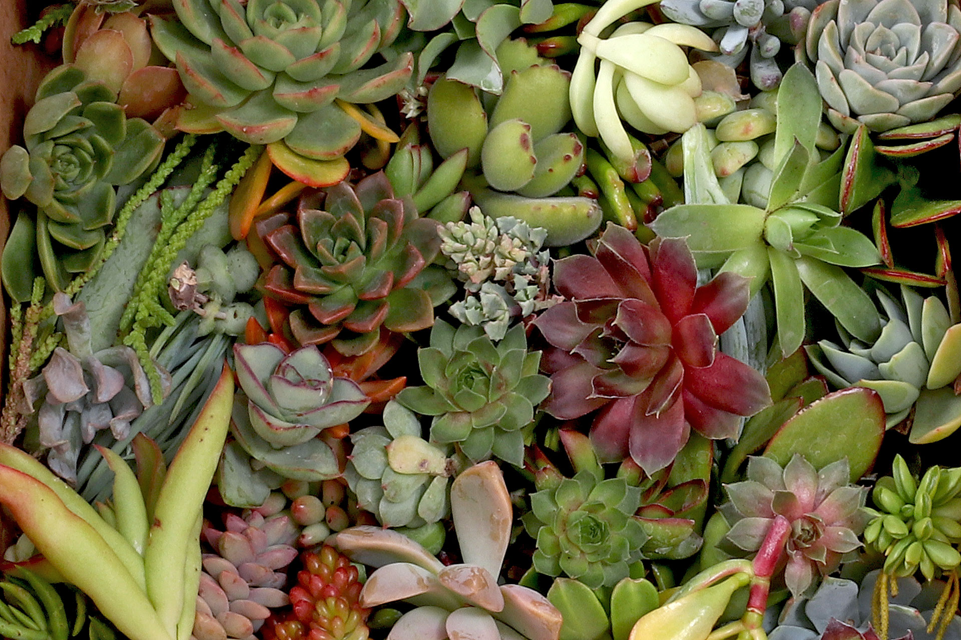Planting Succulent Cuttings: A Visual Guide - Mountain Crest Gardens
