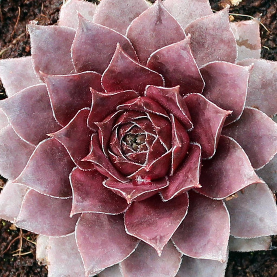 Sempervivum 'Legolas' - Mountain Crest Gardens