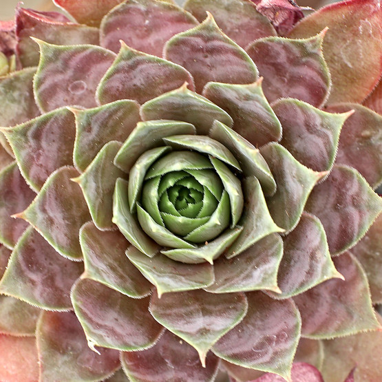 Sempervivum 'Shawnee' - Mountain Crest Gardens