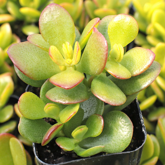 Crassula ovata 'Baby Jade' - Mountain Crest Gardens