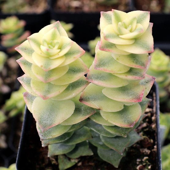 Crassula perforata - Variegated String of Buttons | MCG™
