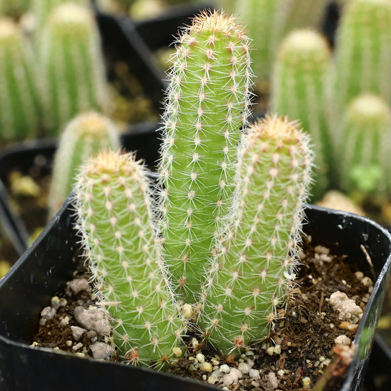 Echinopsis chamaecereus - Peanut Cactus - Mountain Crest Gardens