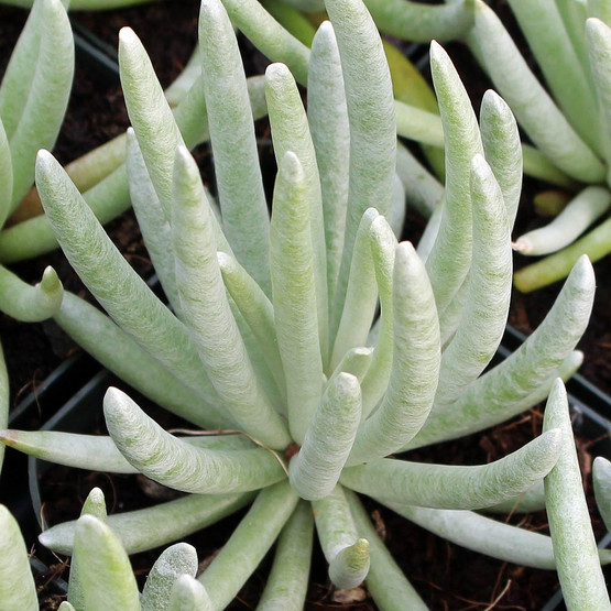 Senecio scaposus - Mountain Crest Gardens