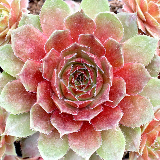 Sempervivum 'Red Rubin' - Mountain Crest Gardens