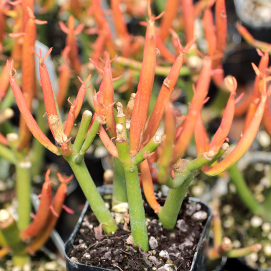 Euphorbia tirucalli 'Sticks on Fire' - Firesticks - Mountain Crest Gardens