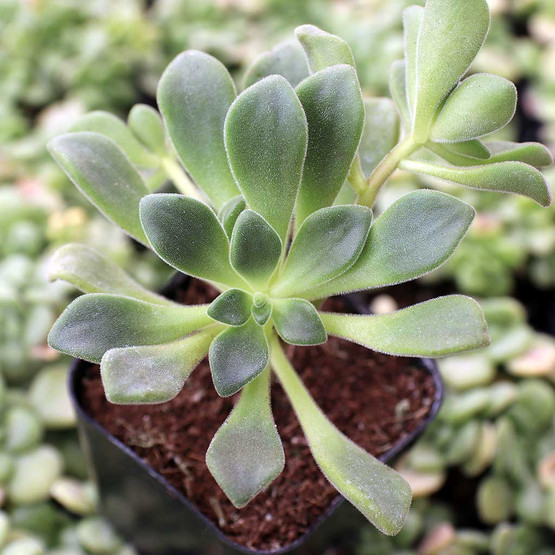 Aeonium lindleyi - Mountain Crest Gardens