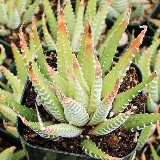 Haworthia fasciata f. variegata - Variegated Zebra Plant - Mountain ...