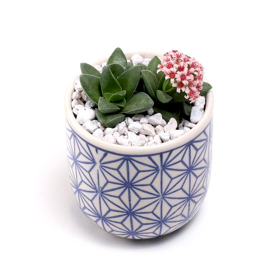 Dolly Pot 2.75" x 3.0" - Mountain Crest Gardens