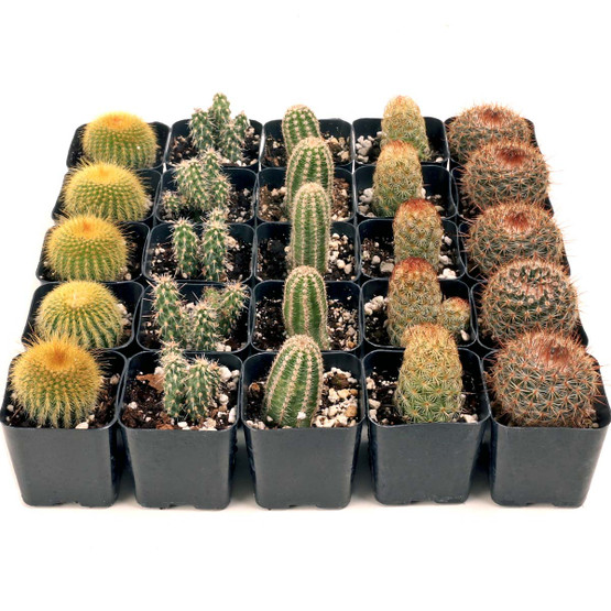 Cactus Bulk Pack (25 Plants, 2" Pots) | MCG™