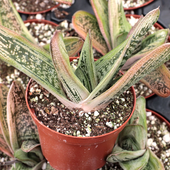 Gasteria 'Little Warty' [large] - Mountain Crest Gardens