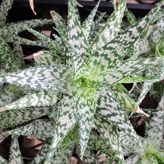 Aloe rauhii - Snowflake Aloe - Mountain Crest Gardens