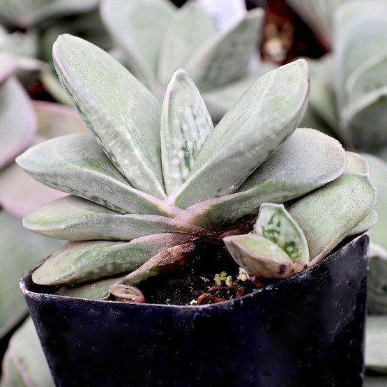 Gasteria 'Frosty' [large] - Mountain Crest Gardens